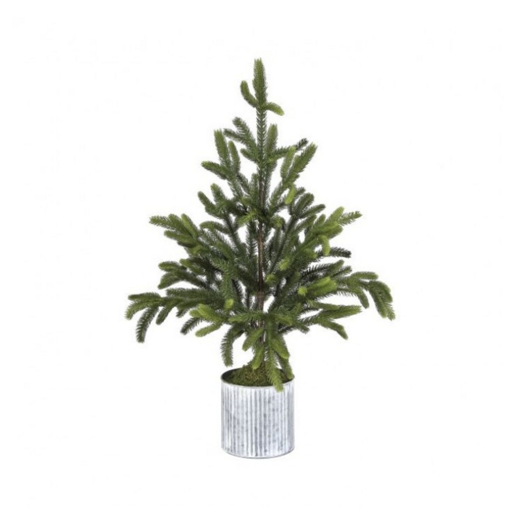 Potted Norway Spruce Tree, 36" – Miss Cayce's